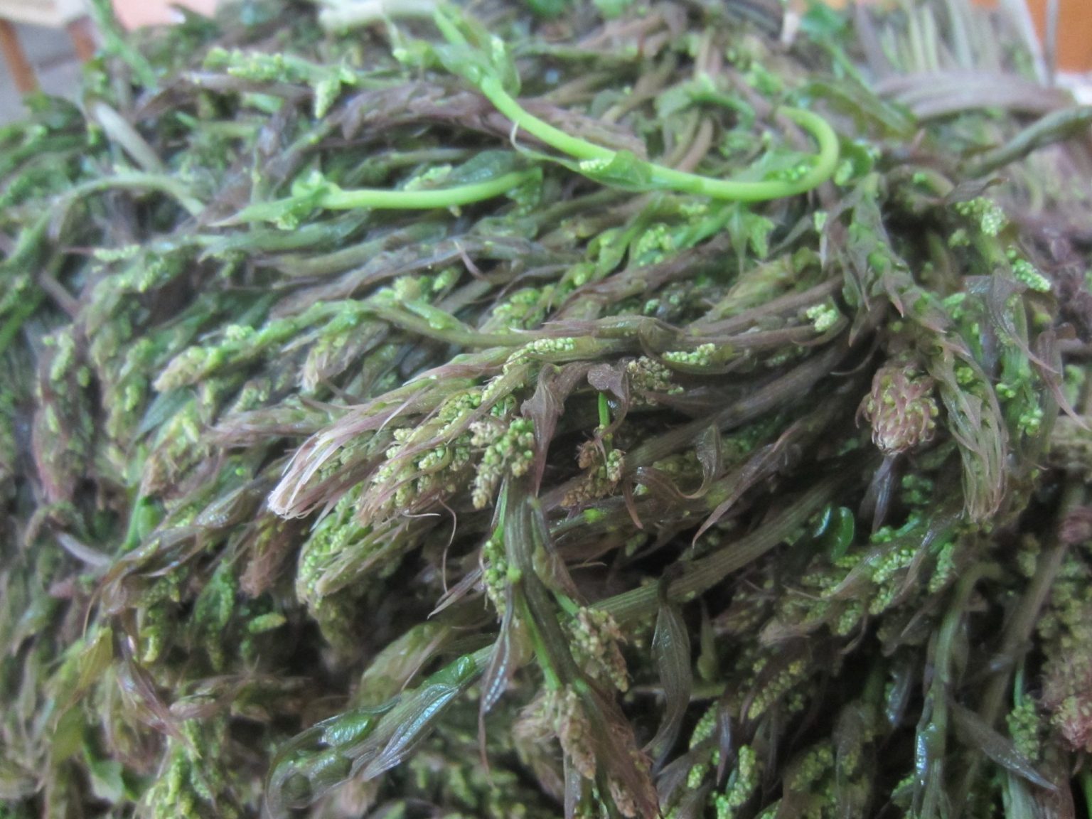 JOURNAL - Platia | Kandanos